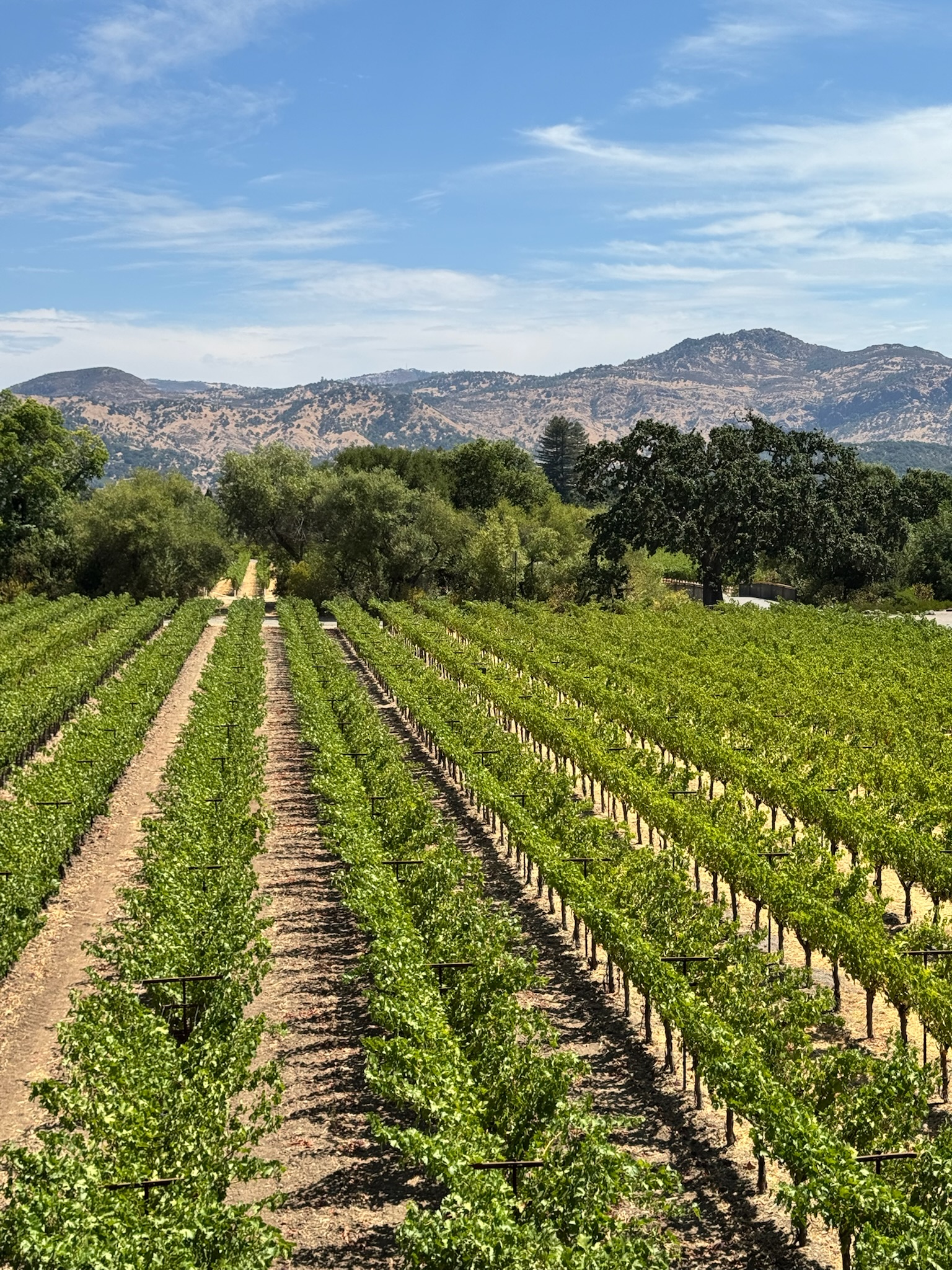 An Afternoon Visit to Dominus Estate Winery | En Primeur Club